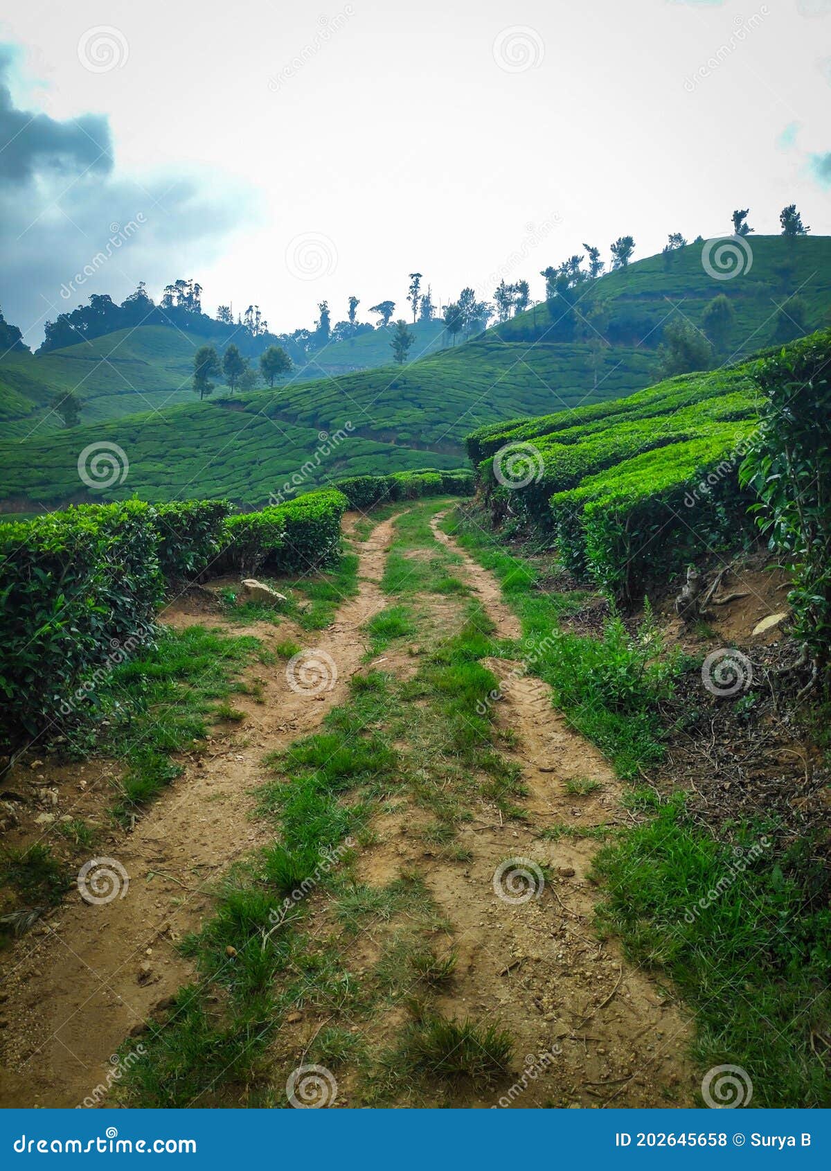 Muddy Track through a Tea Estate Stock Photo - Image of field, asia ...