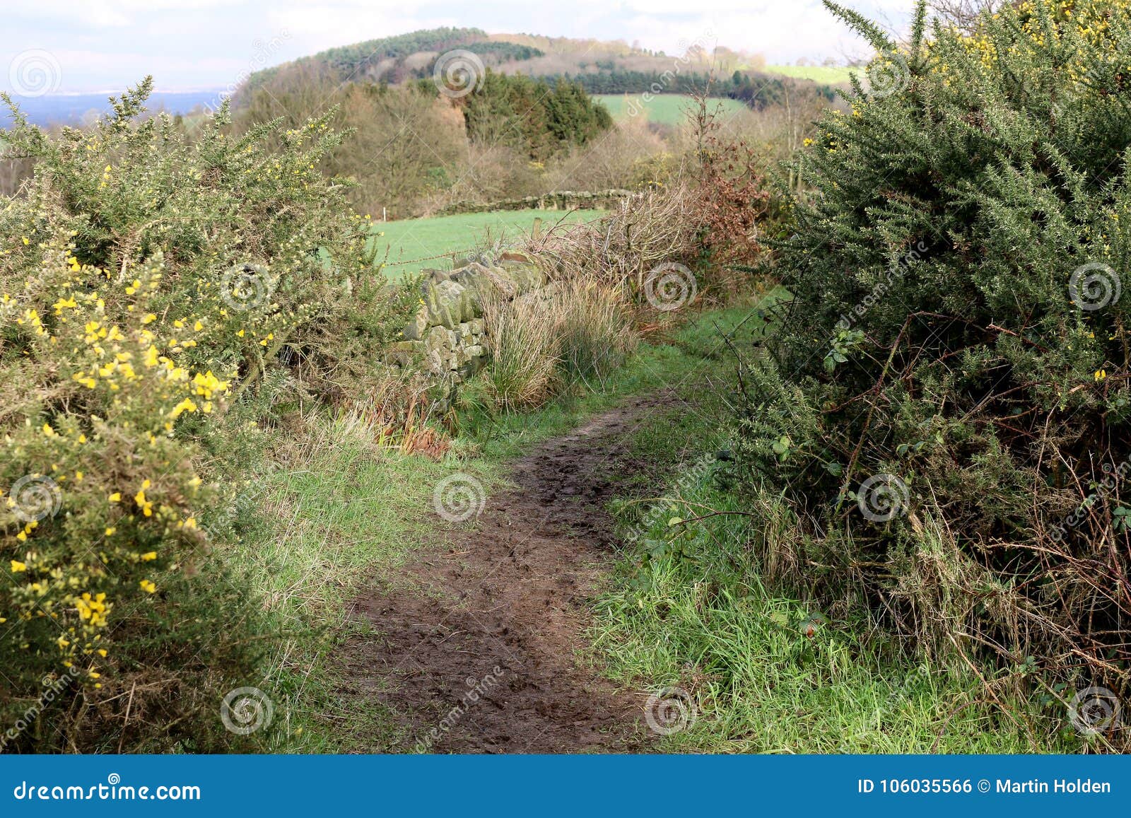 Muddy Tracks between the Bushes Stock Photo - Image of field, pathway ...