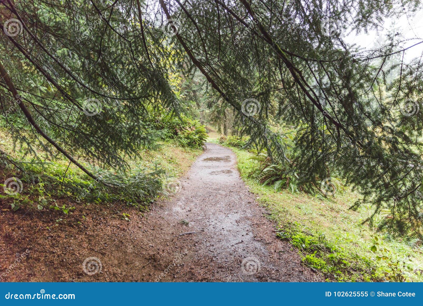 Muddy Walking Path in Forest Park Immagine Stock - Immagine di terra ...