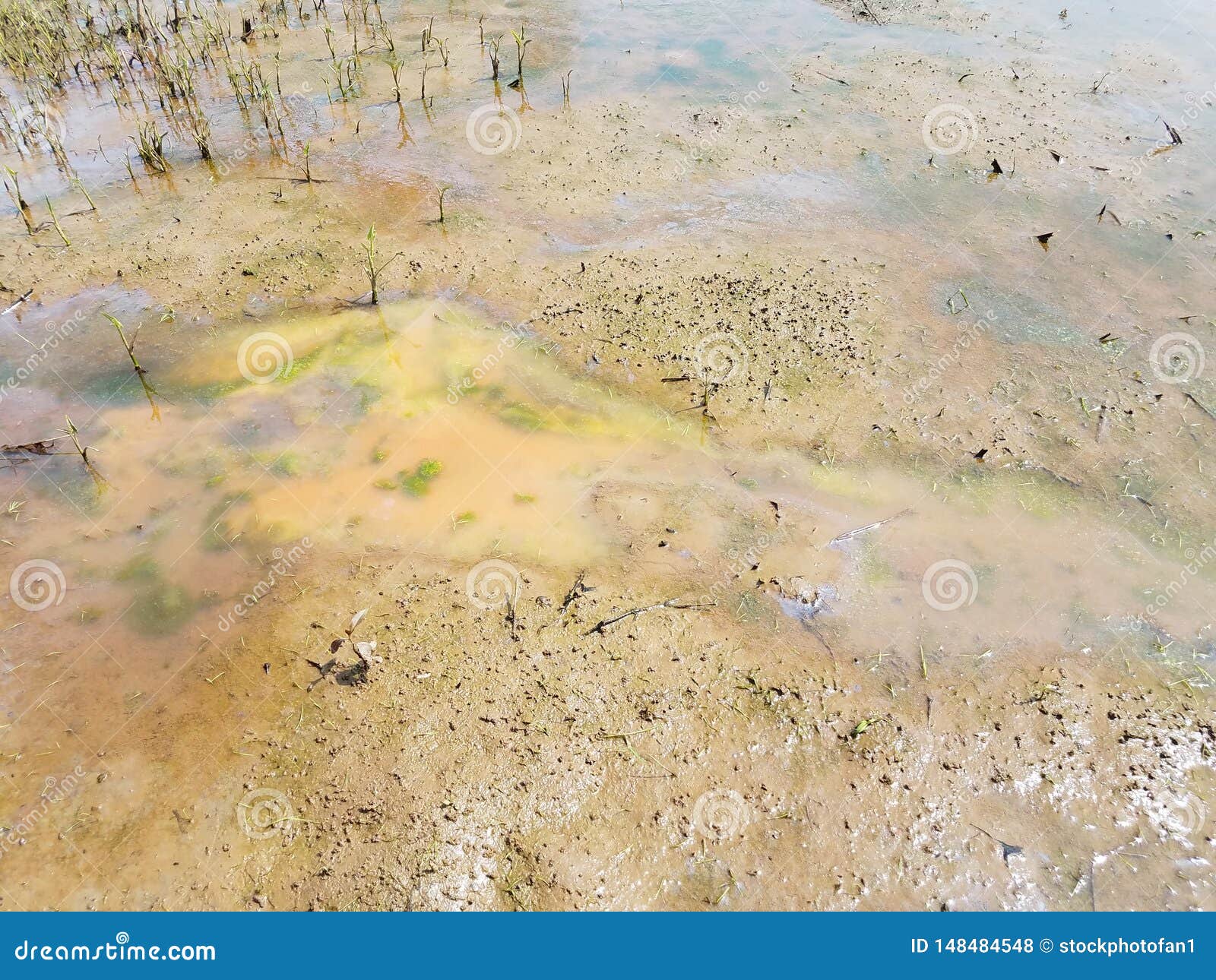 Muddy Water and Algae and Plants in Swamp Stock Photo - Image of water ...