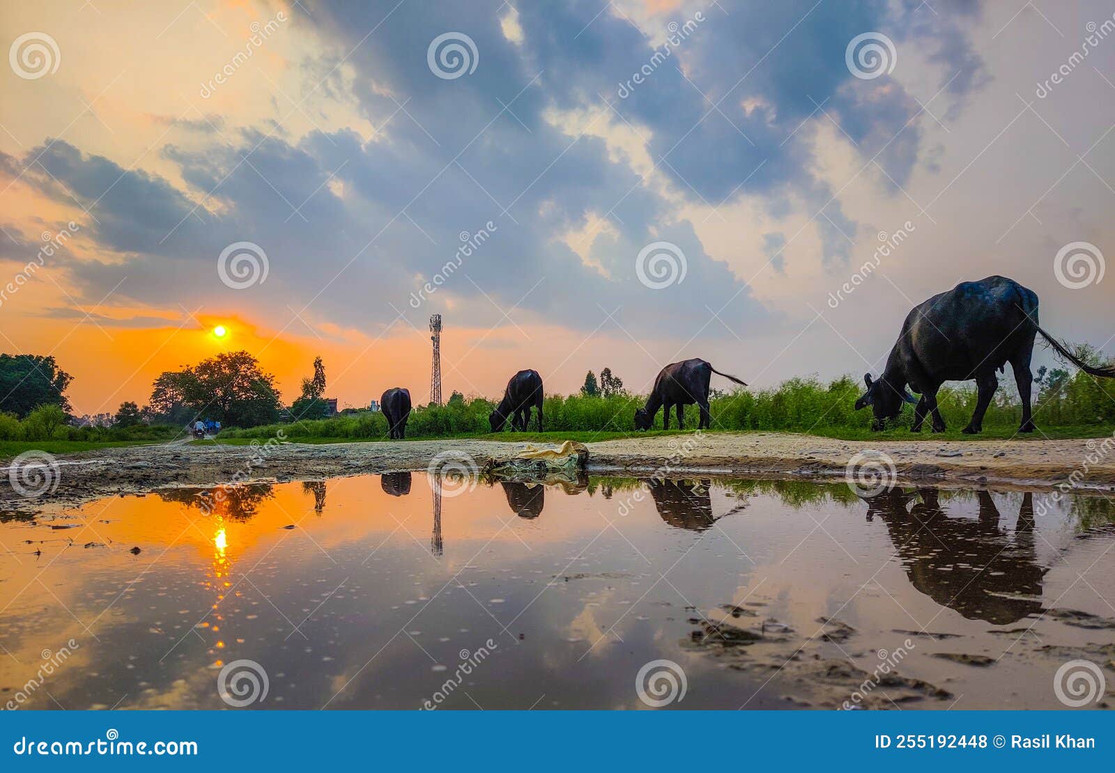 Muddy Water Reflection Village Path Sunset Photography Stock Photo ...