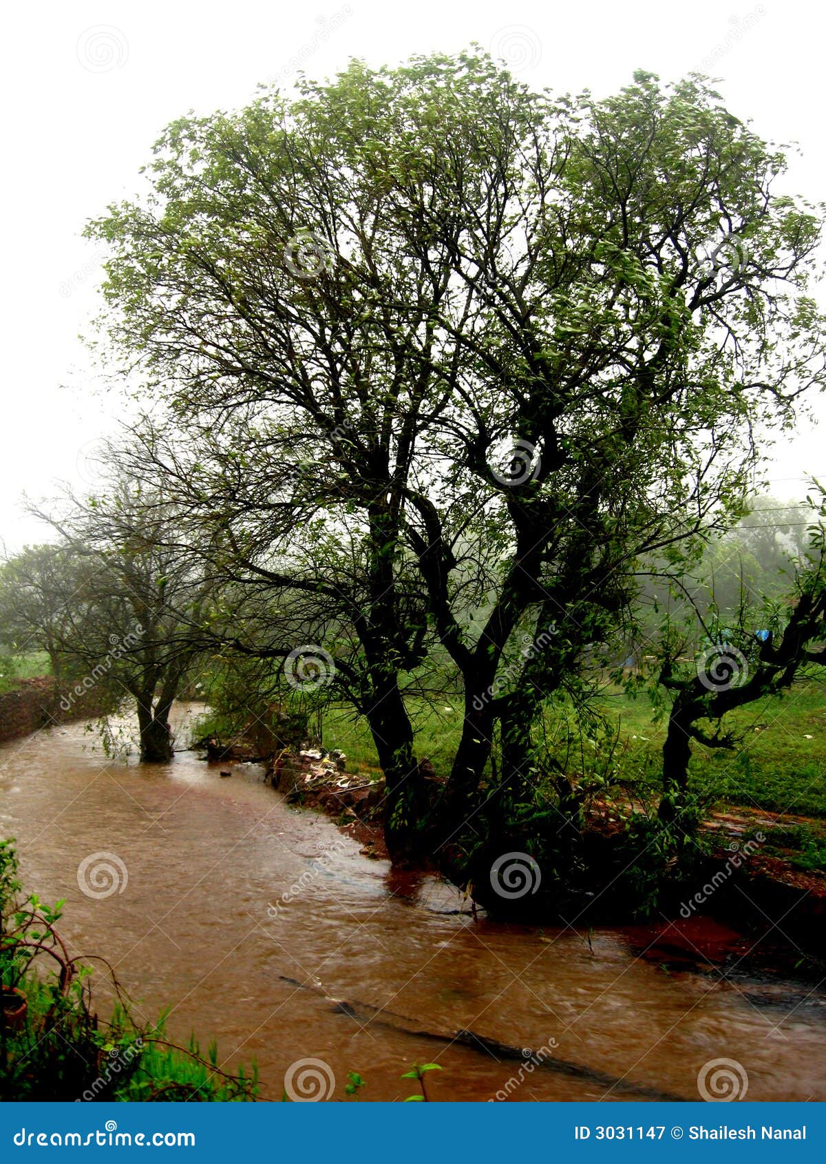 Muddy water in stream stock image. Image of muddy, brook - 3031147