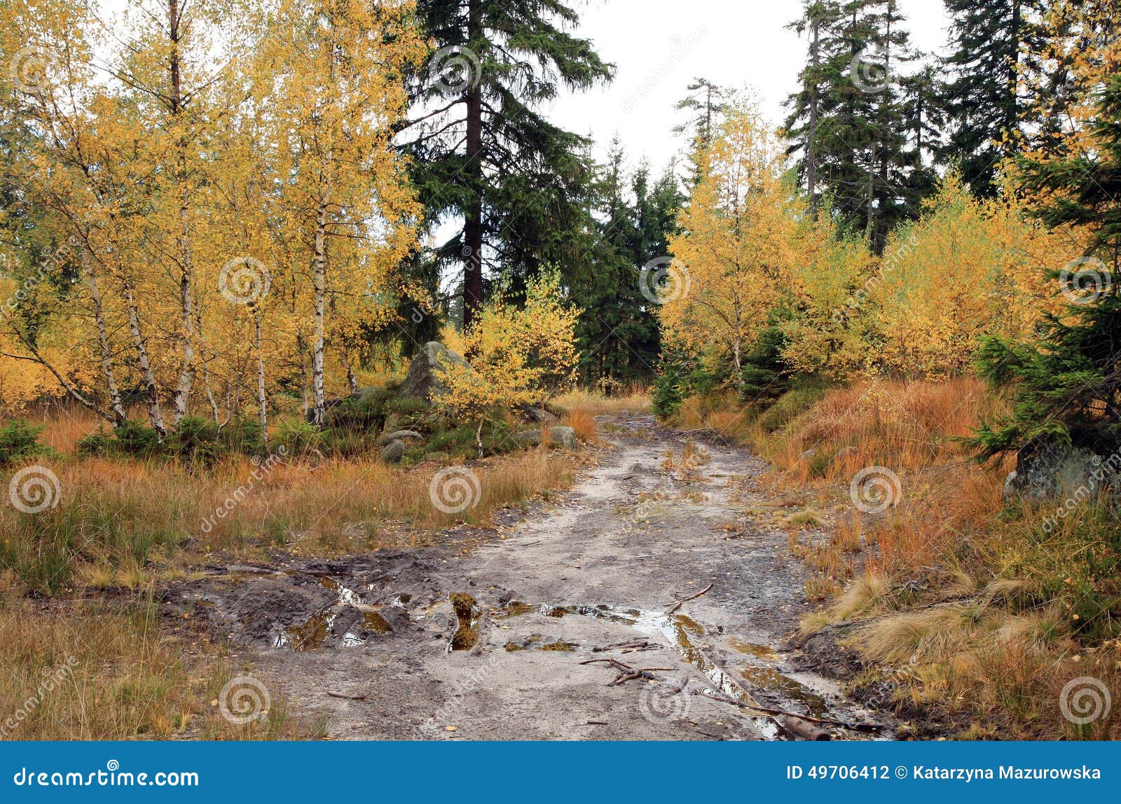 Muddy Way in the Autumn Forest. Stock Photo - Image of color ...