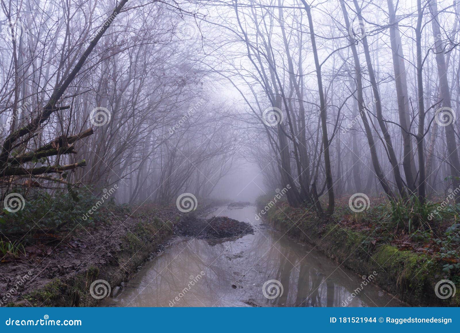 A Muddy Wet Path through a Spooky Forest. on a Foggy, Winters Day Stock ...