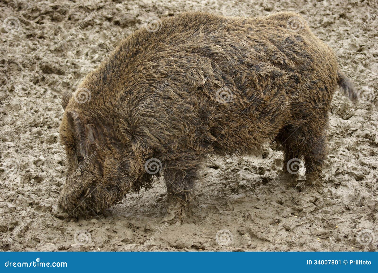 Muddy Wild boar stock image. Image of dingy, high, pebble - 34007801