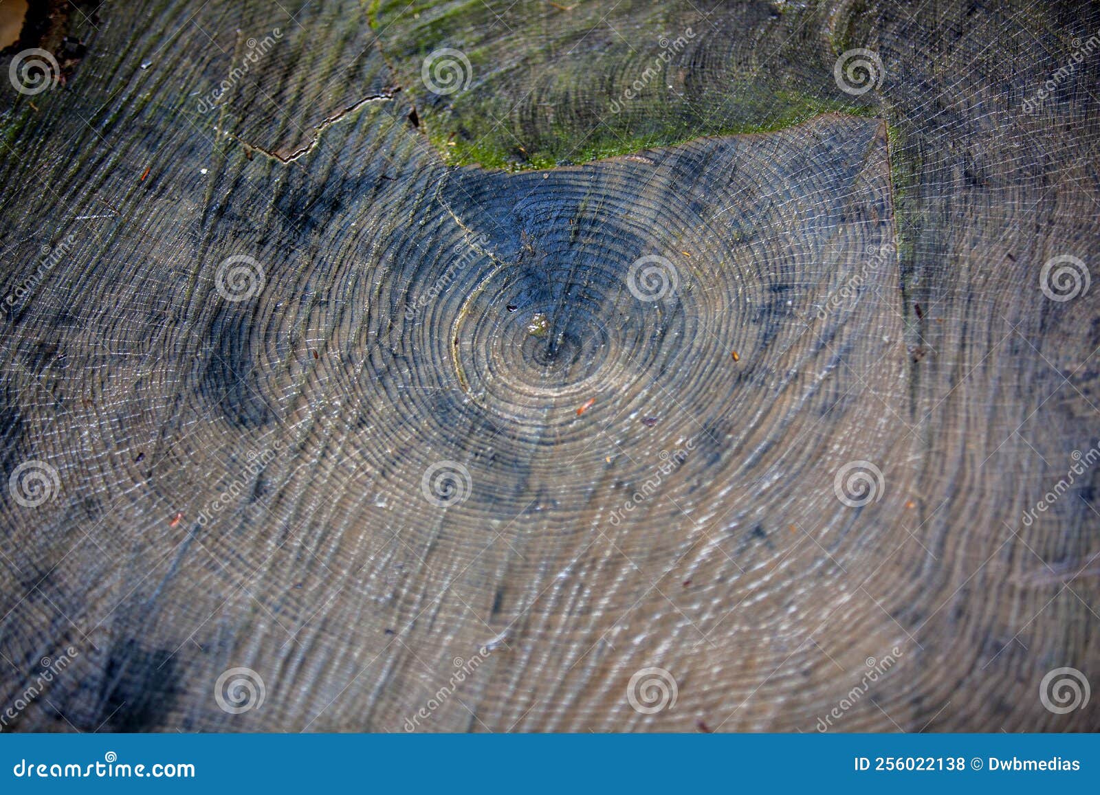 Muddy wood grain stock photo. Image of macro, texture - 256022138