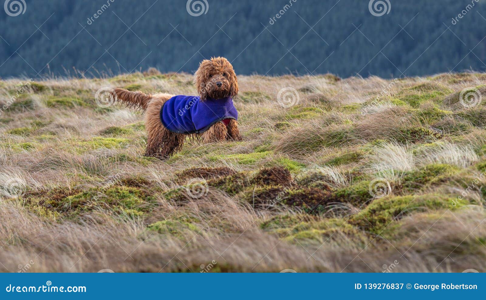 Red Cockapoo Puppy Playing Outdoors Stock Image - Image of muddy ...