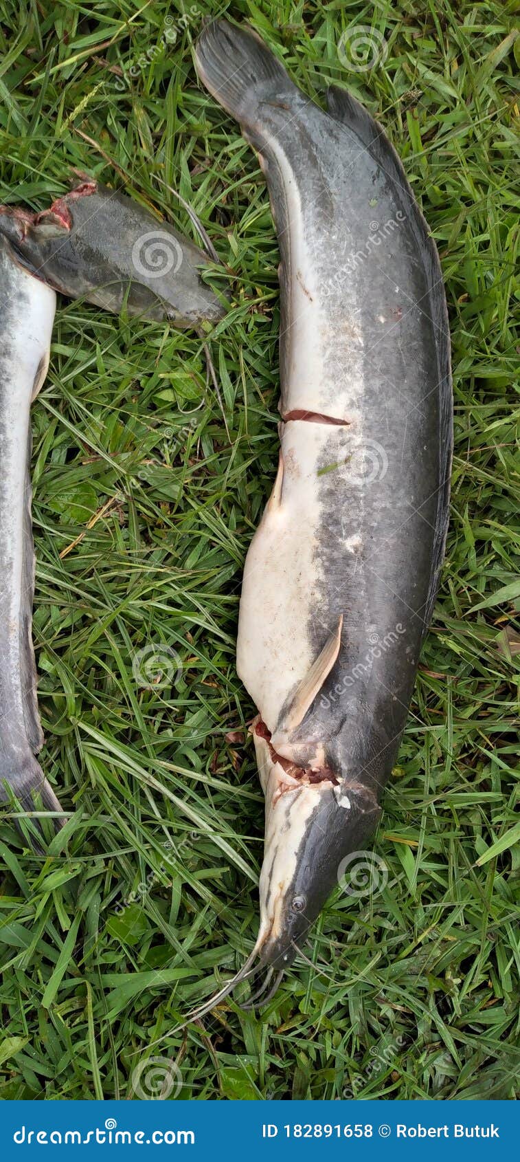 Mudfish harpooned alive stock photo. Image of fish, fishes - 182891658