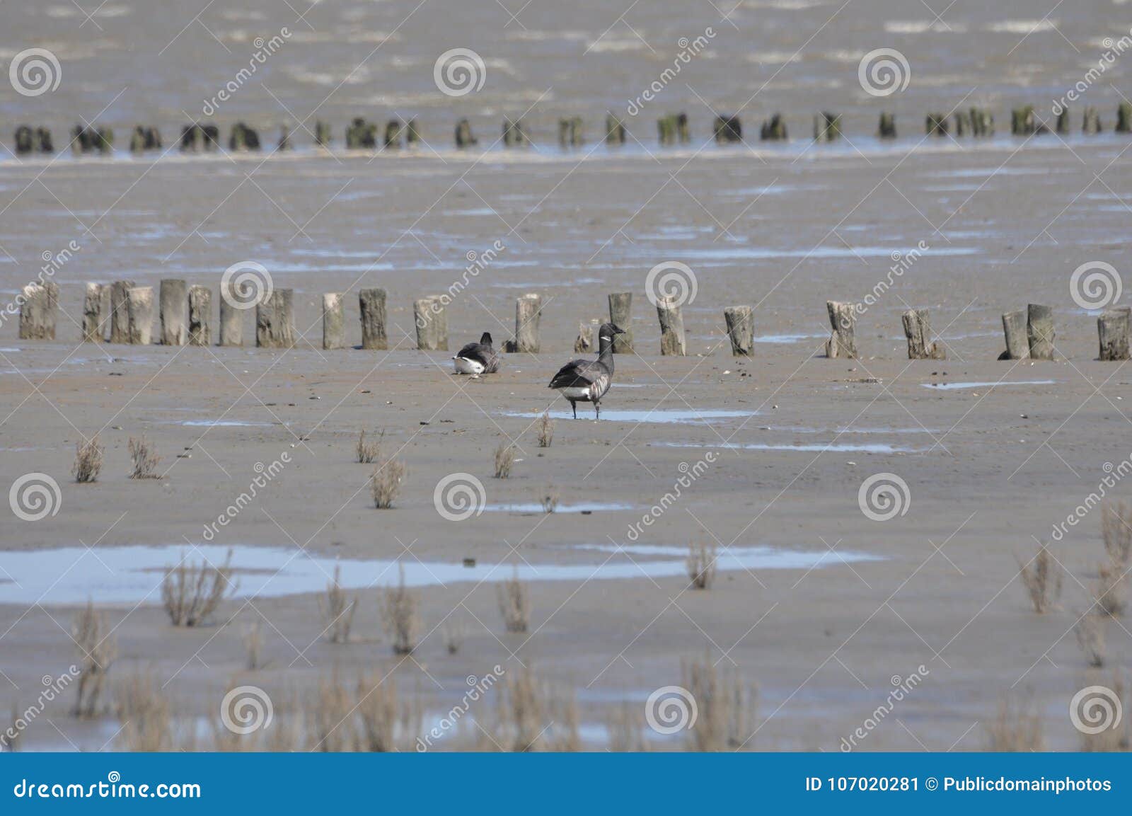 Mudflat, Bird, Fauna, Shorebird Picture. Image: 107020281