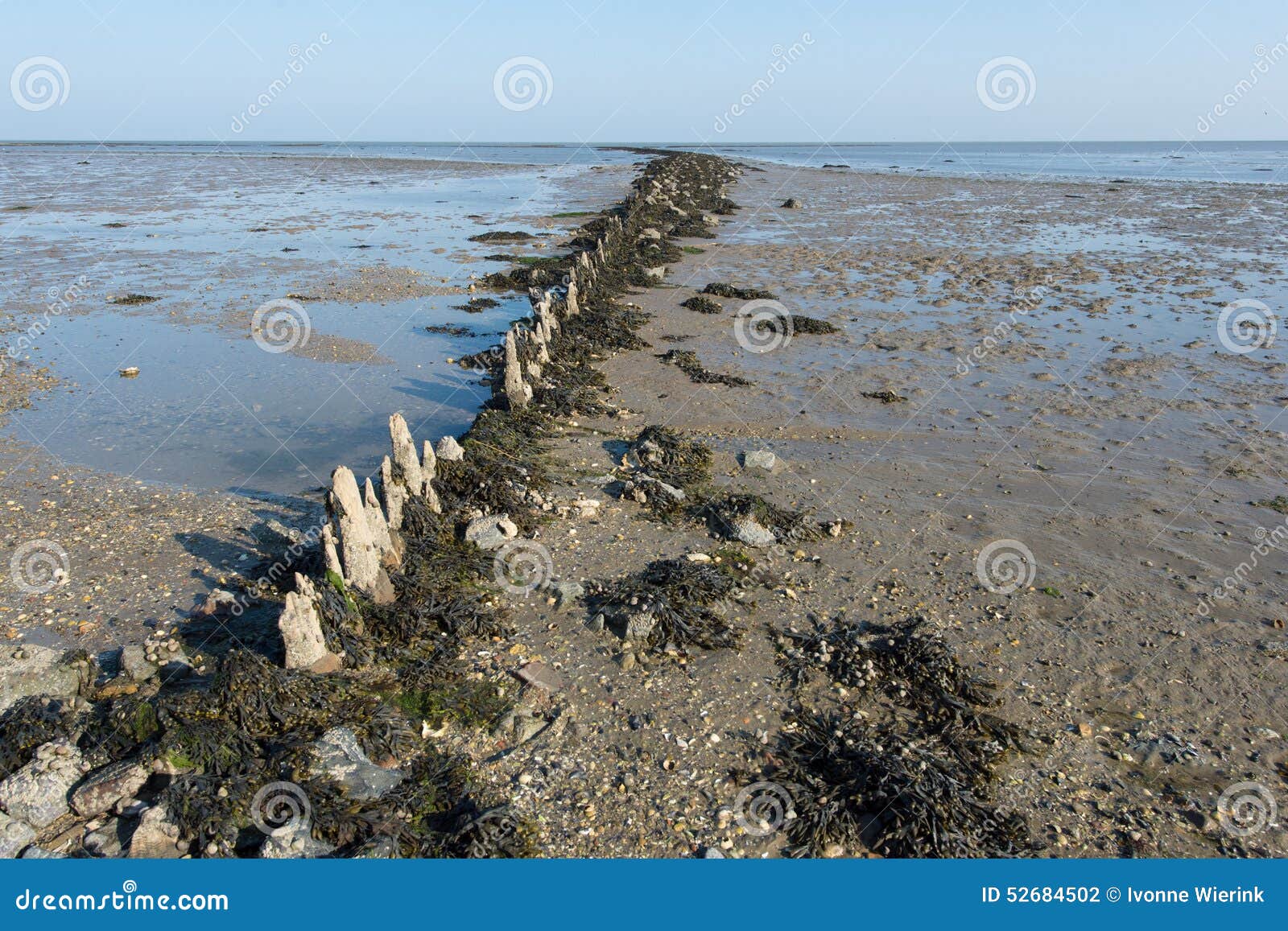 Mudflat in Dutch sea stock photo. Image of mudflat, landscape - 52684502