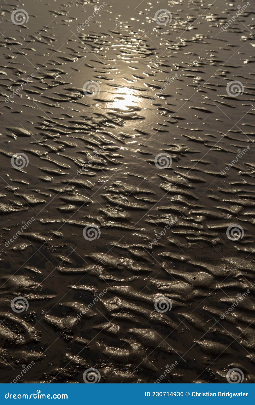 Mudflat, with Tidal Ripples, at Sunset with Sunlight Reflected in Water ...
