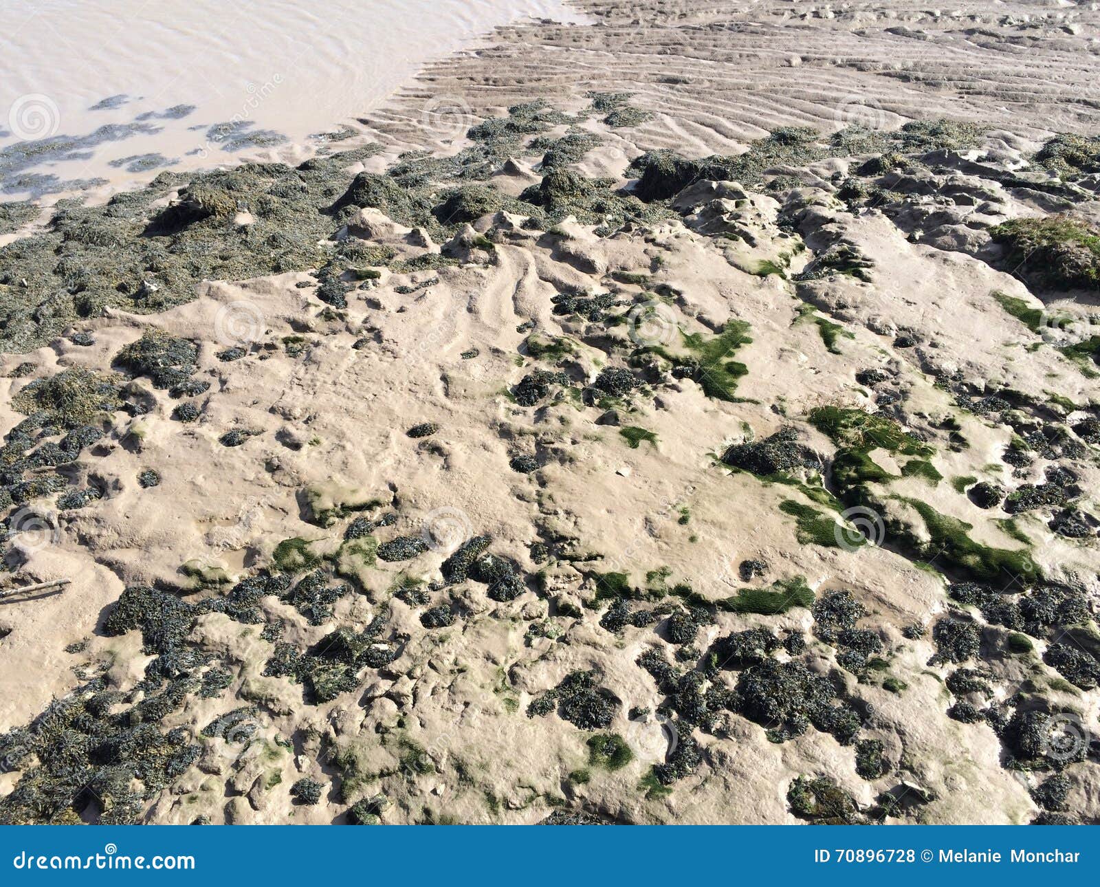 Mudflats and Seaweed editorial stock photo. Image of boulders - 70896728