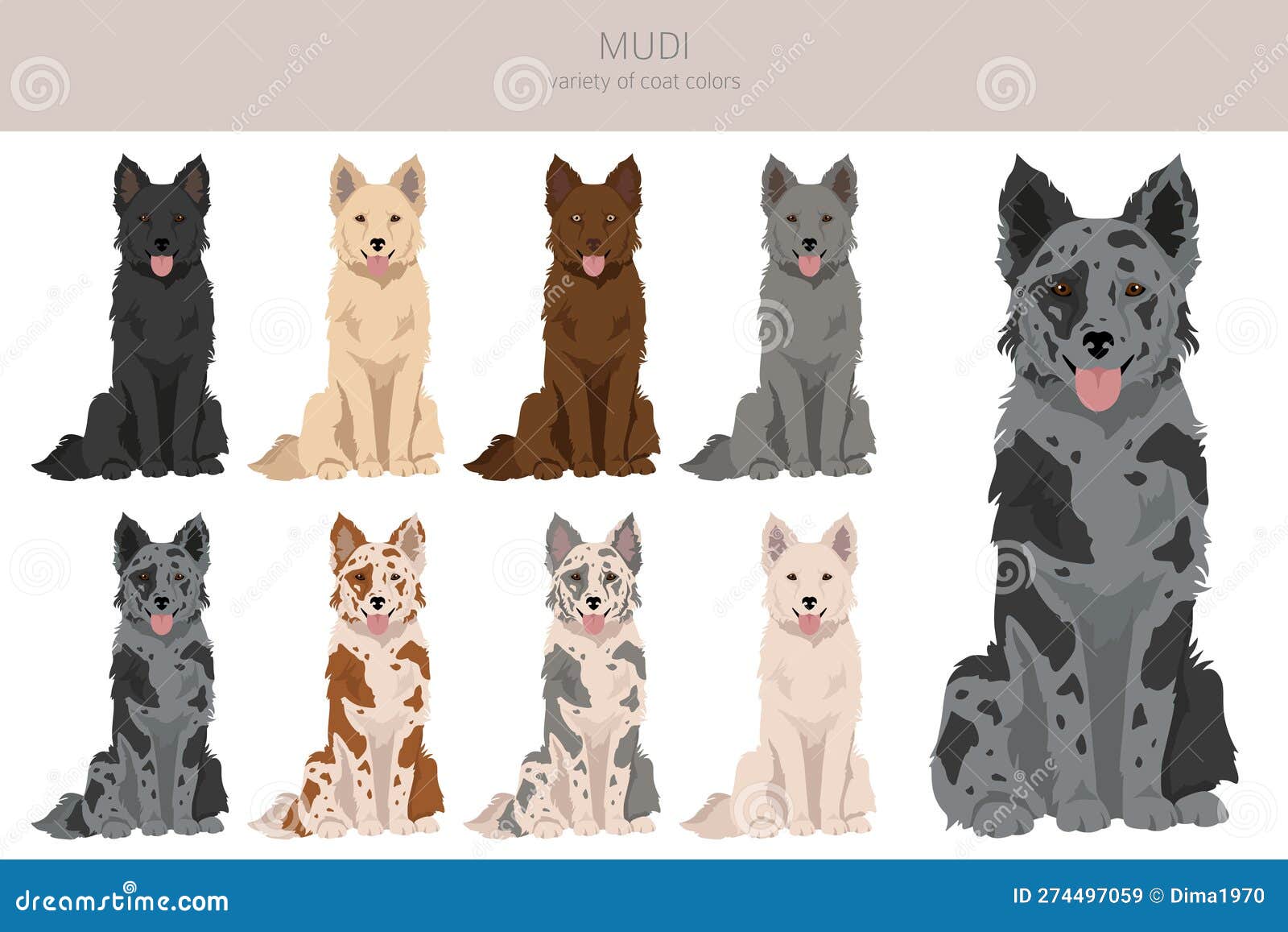 Mudi Clipart. Different Poses, Coat Colors Set Stock Vector - Illustration of mudis, sheepdog ...