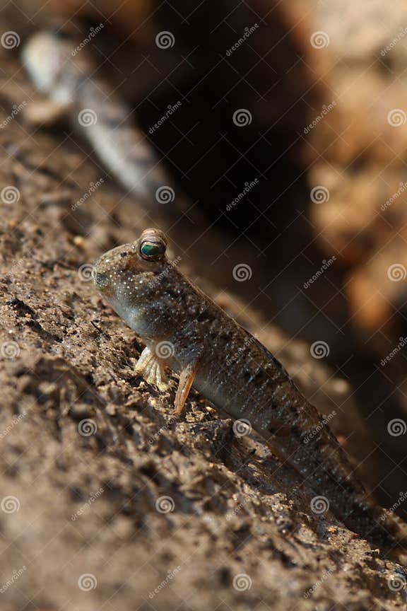 Mudskipper stock photo. Image of beach, mudflats, amphibian - 13718824