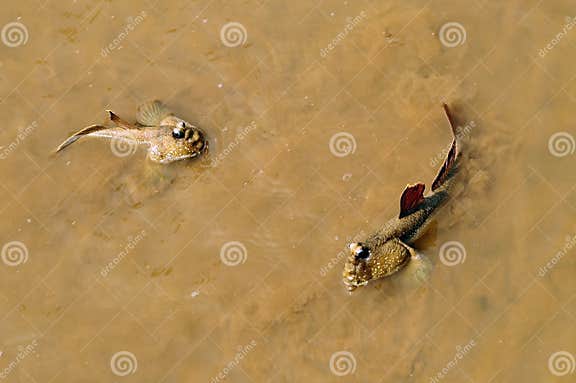 Mudskipper stock photo. Image of asia, fighting, unusual - 14486078