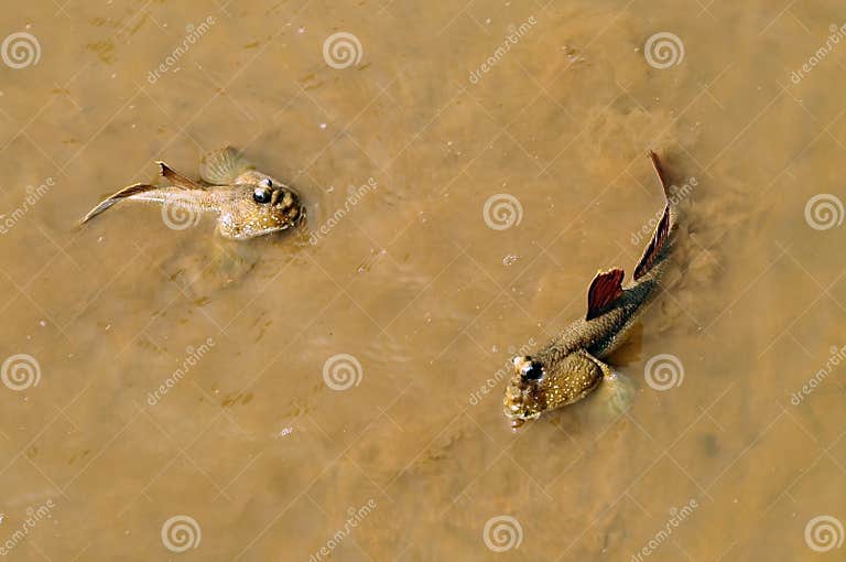 Mudskipper stock photo. Image of asia, fighting, unusual - 14486078
