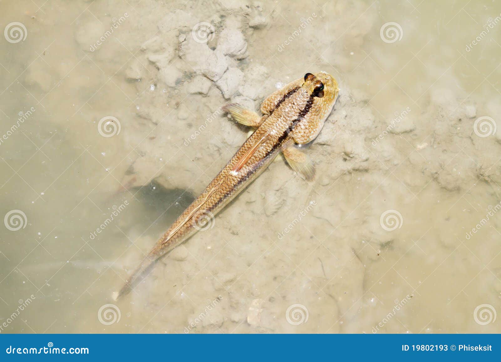 Mudskipper Stock Photo | CartoonDealer.com #23257314