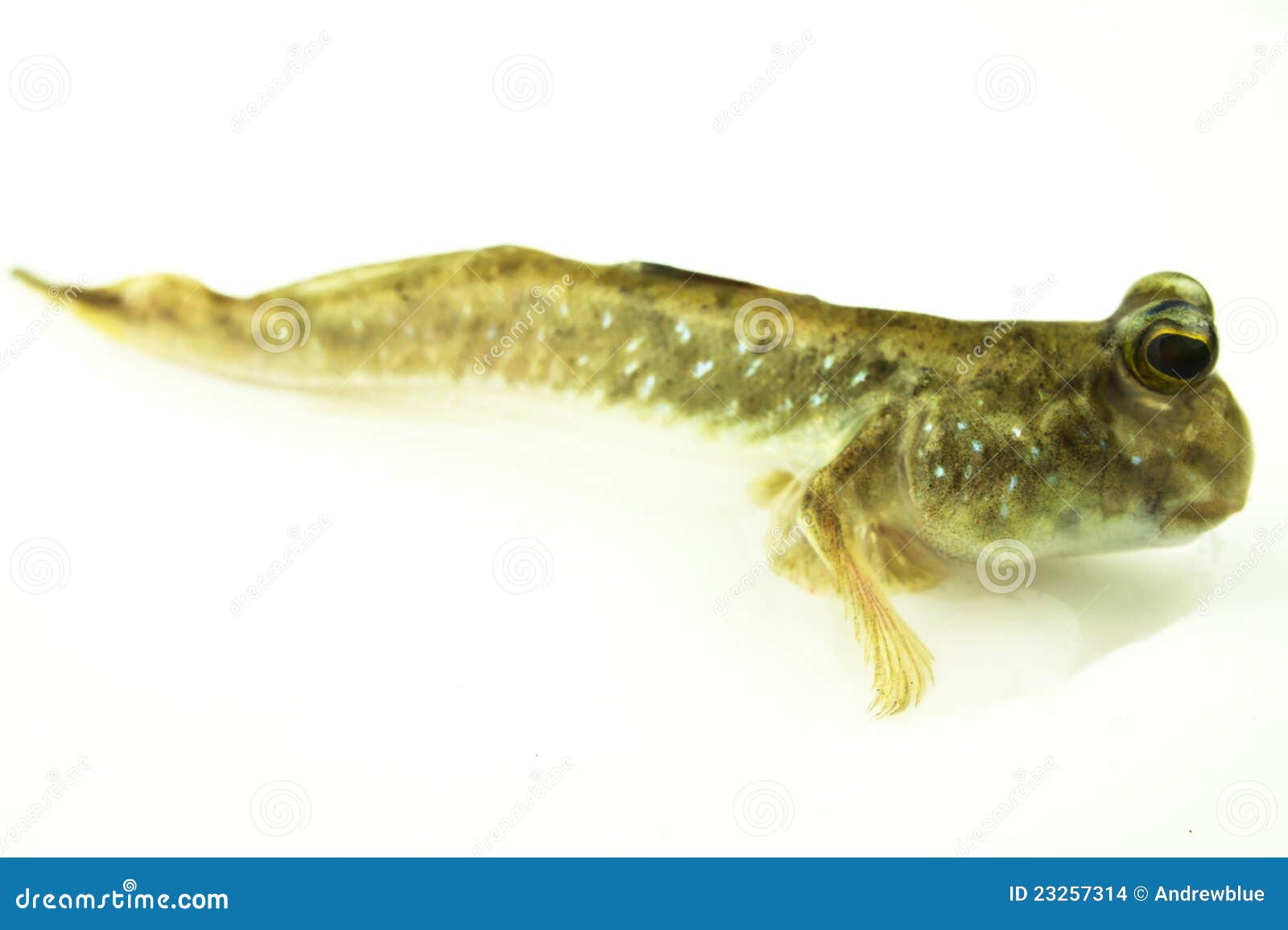 Mudskipper stock photo. Image of nature, macro, breathe - 23257314