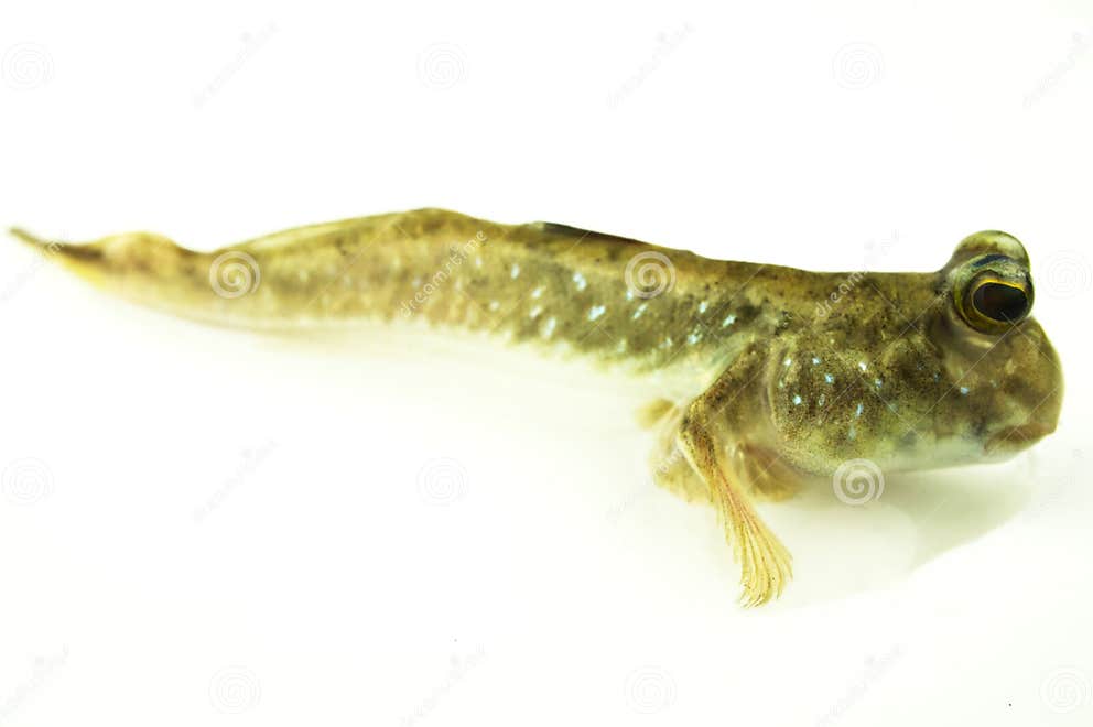 Mudskipper stock photo. Image of nature, macro, breathe - 23257314