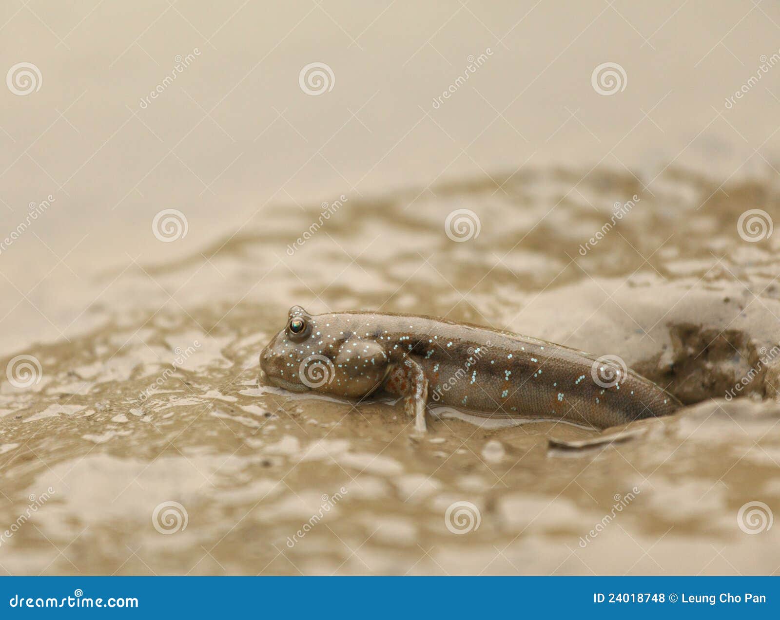 Mudskipper stock photo. Image of life, exotic, animal - 24018748
