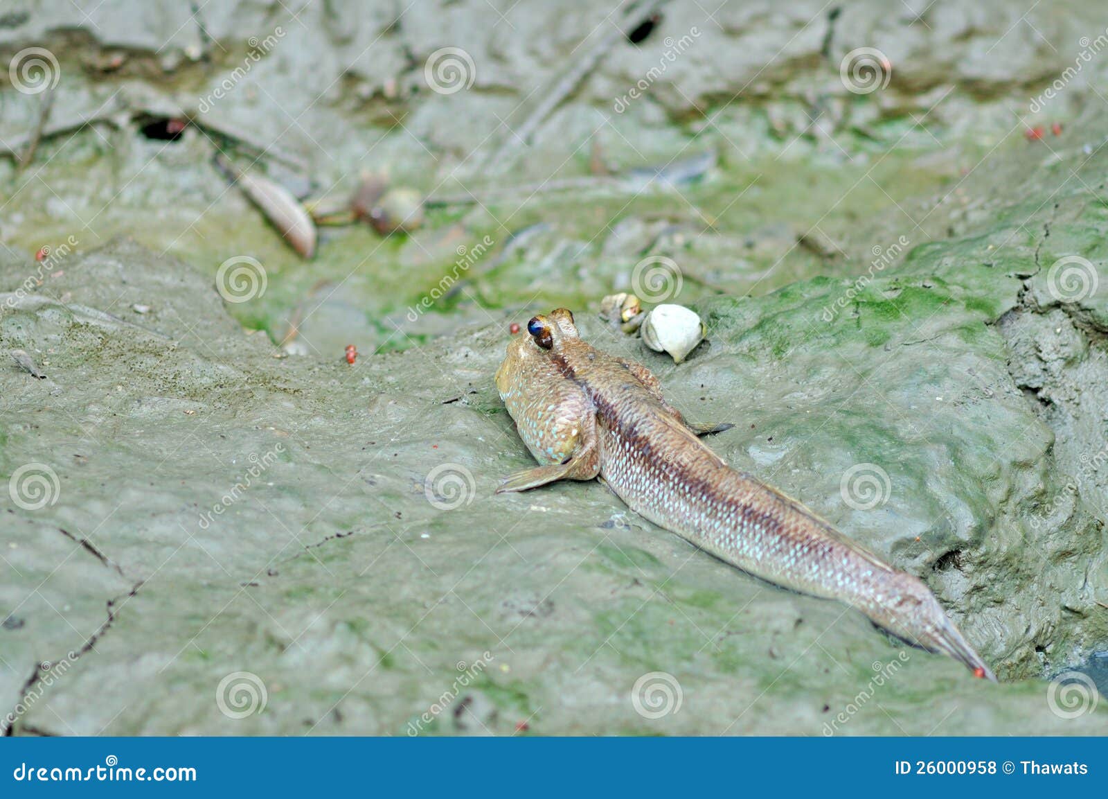 Mudskipper stock photo. Image of oxudercinae, fish, thai - 26000958