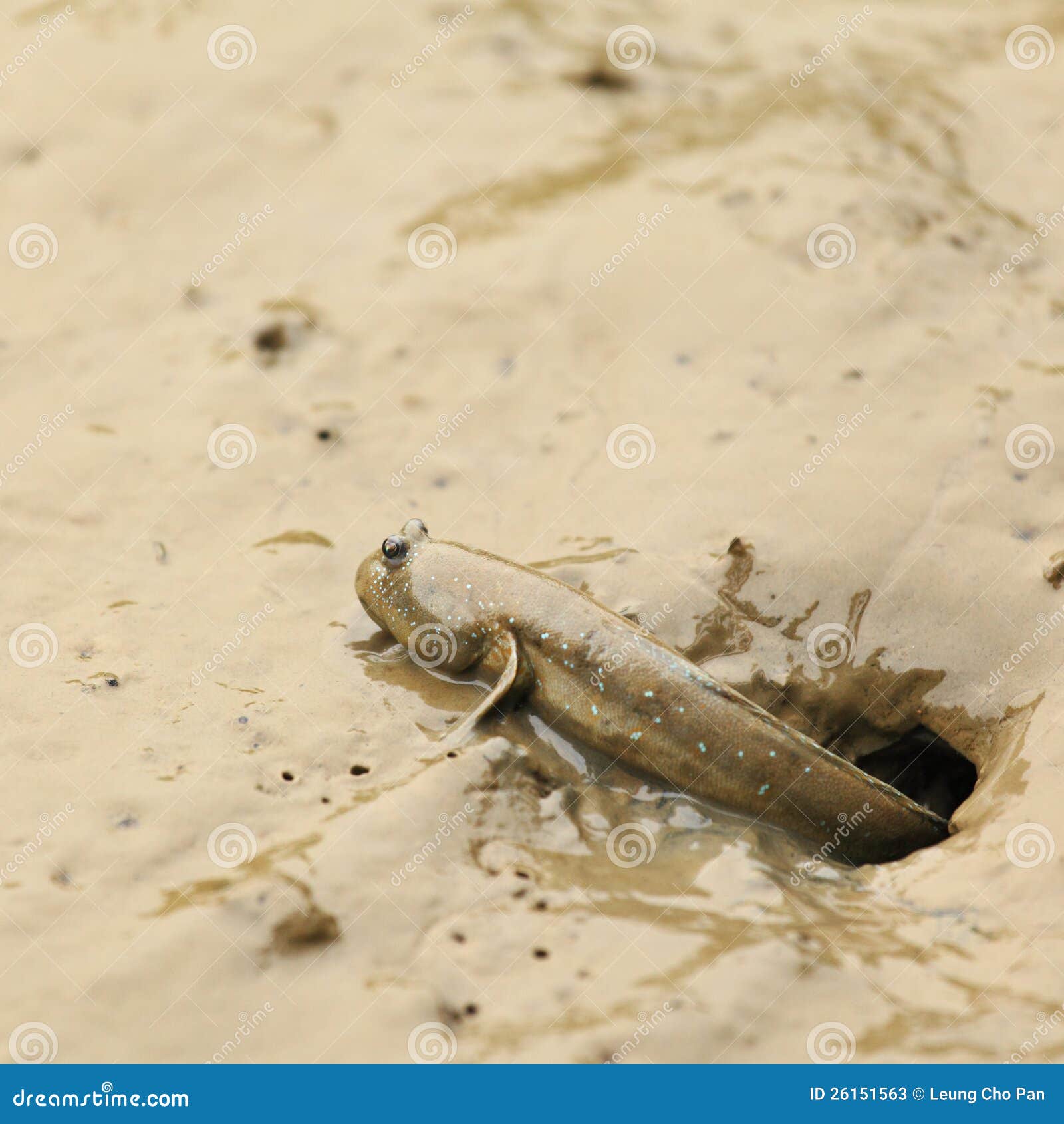 Mudskipper stock image. Image of oxudercinae, pall, marina - 26151563