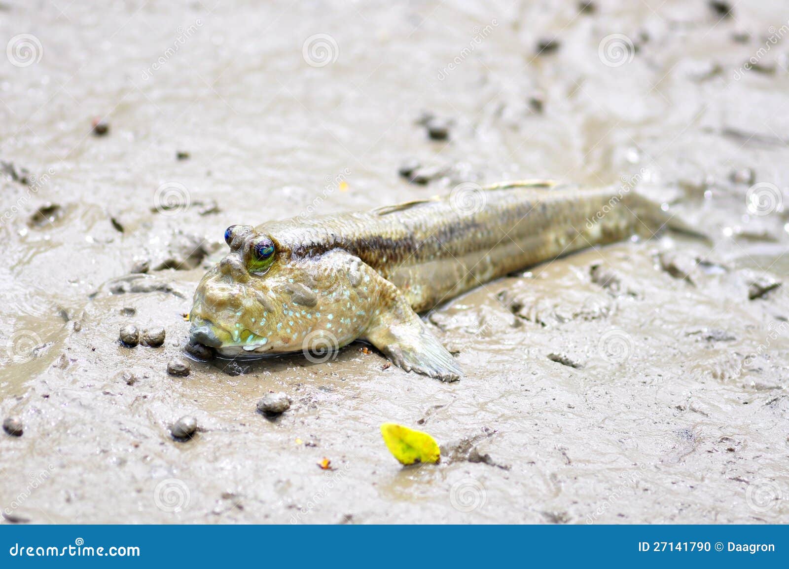 Mudskipper Stock Photo | CartoonDealer.com #23257314
