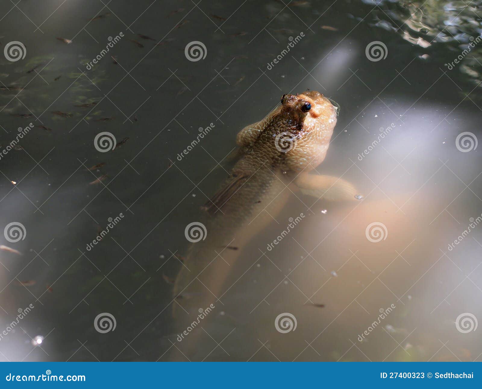 Mudskipper stock image. Image of fishing, marine, predator - 27400323