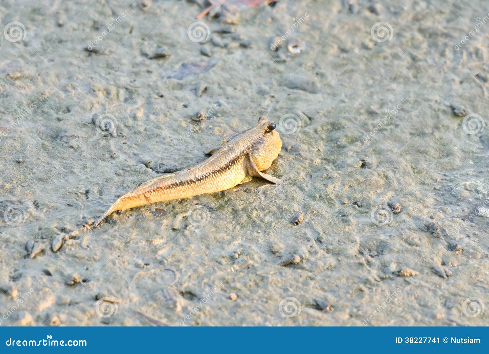 Mudskipper stock image. Image of asia, wildlife, coast - 38227741