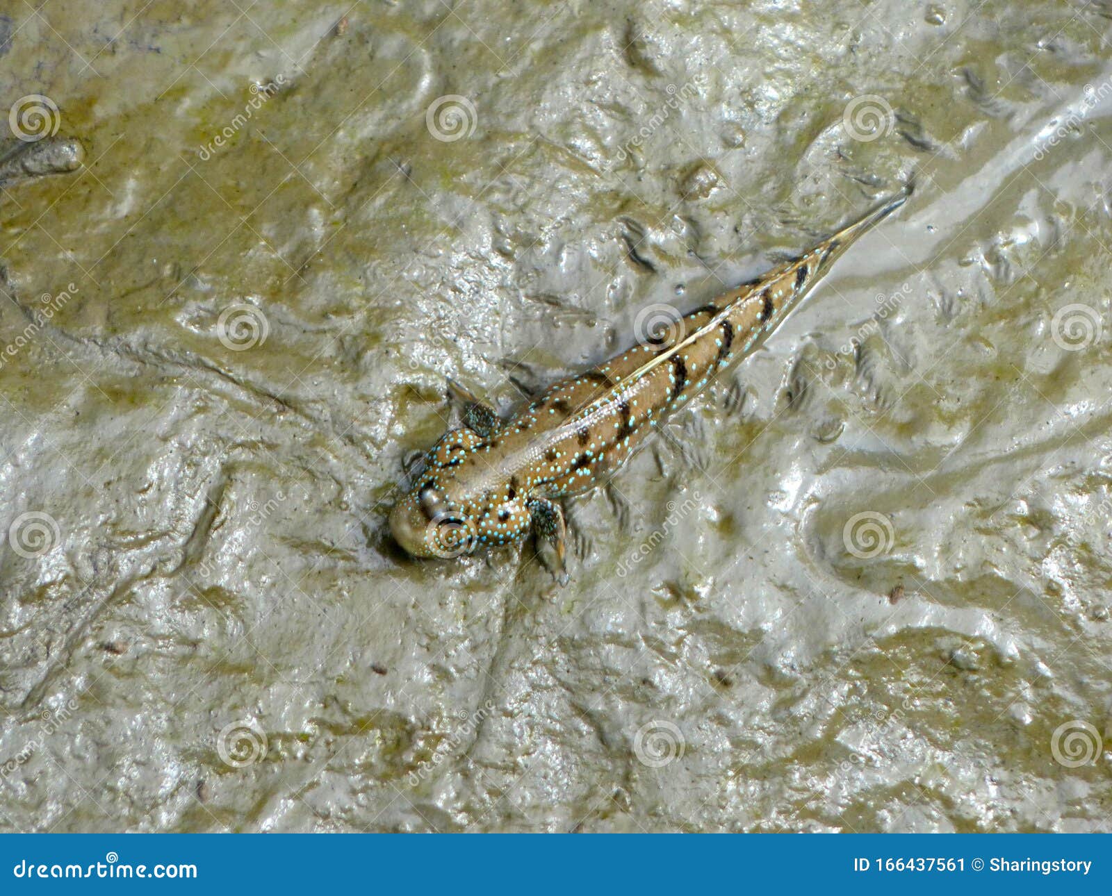 Mudskipper or Amphibious Fish Stock Image - Image of amphibian, fins ...