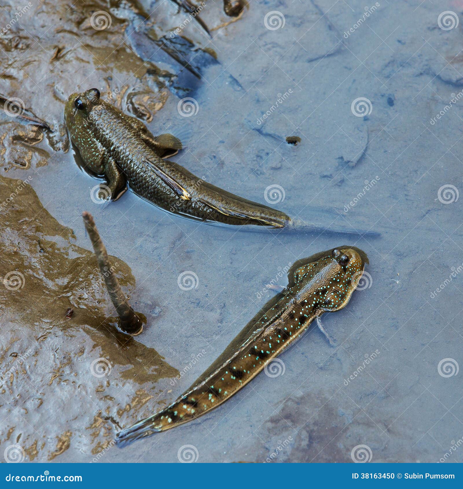 Mudskipper or Amphibious Fish Stock Photo - Image of lungfish, creature ...
