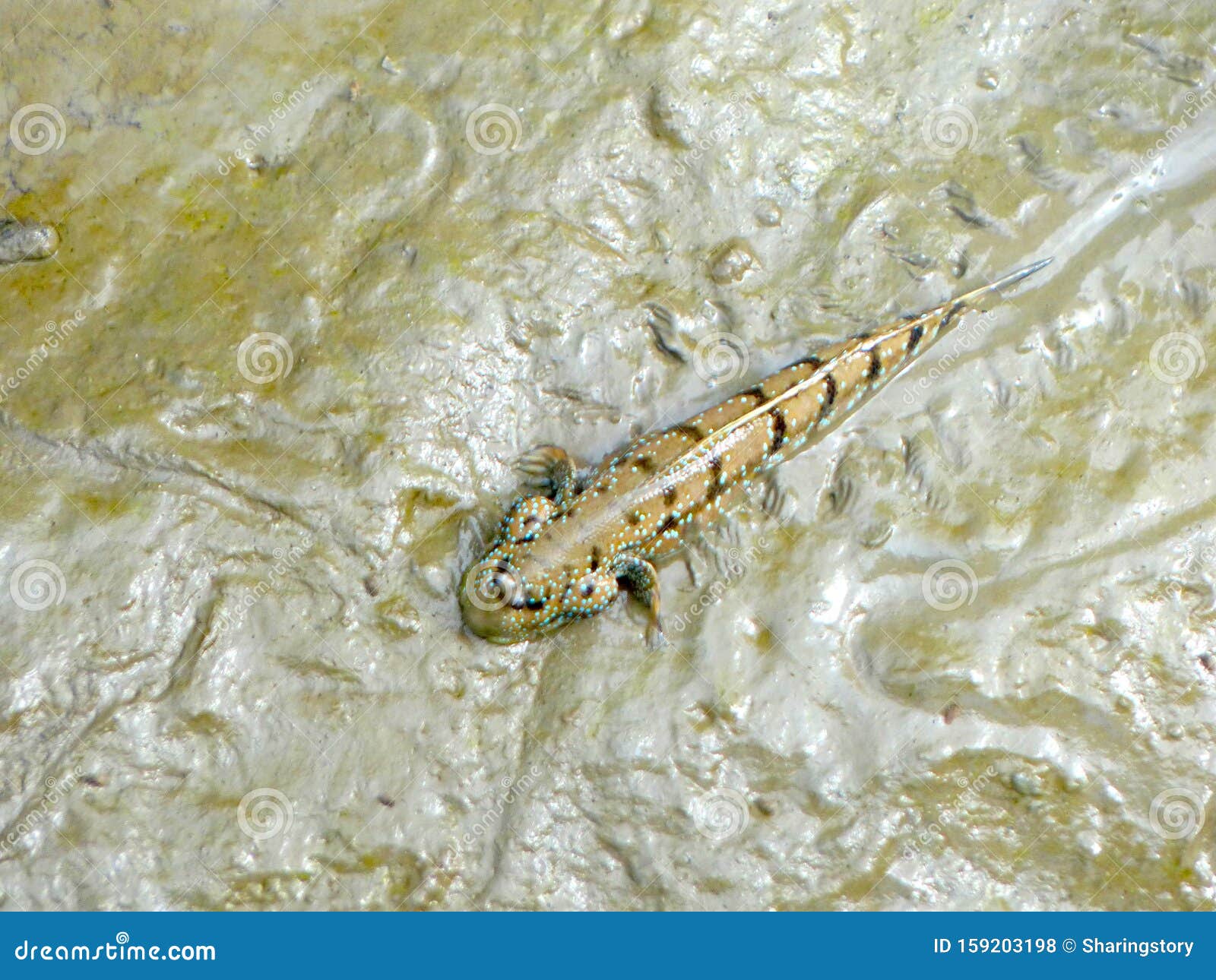 Mudskipper or Amphibious Fish Stock Photo - Image of animal, inhaling ...