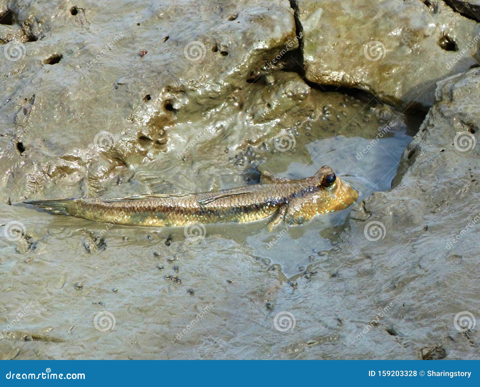 Mudskipper Or Amphibious Fish Stock Photo | CartoonDealer.com #159203328