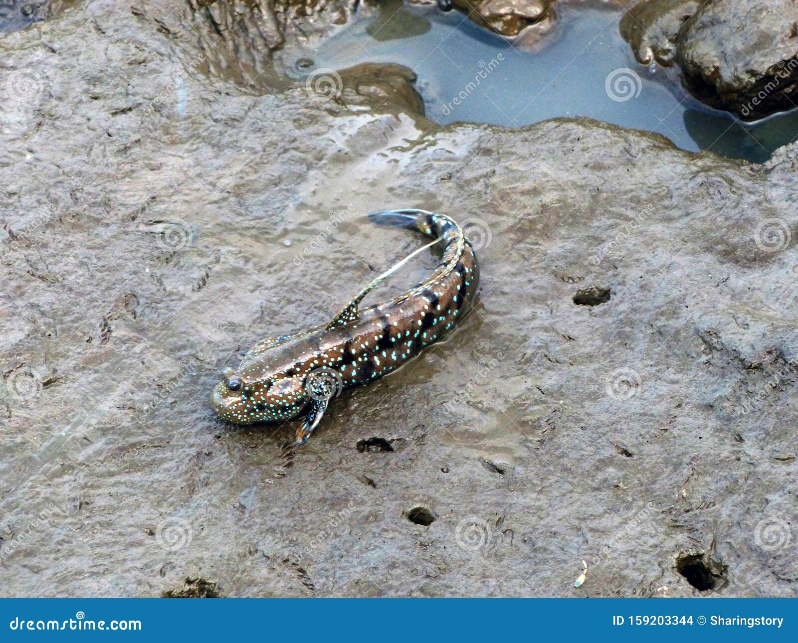 Mudskipper or Amphibious Fish Stock Photo - Image of lungfish ...