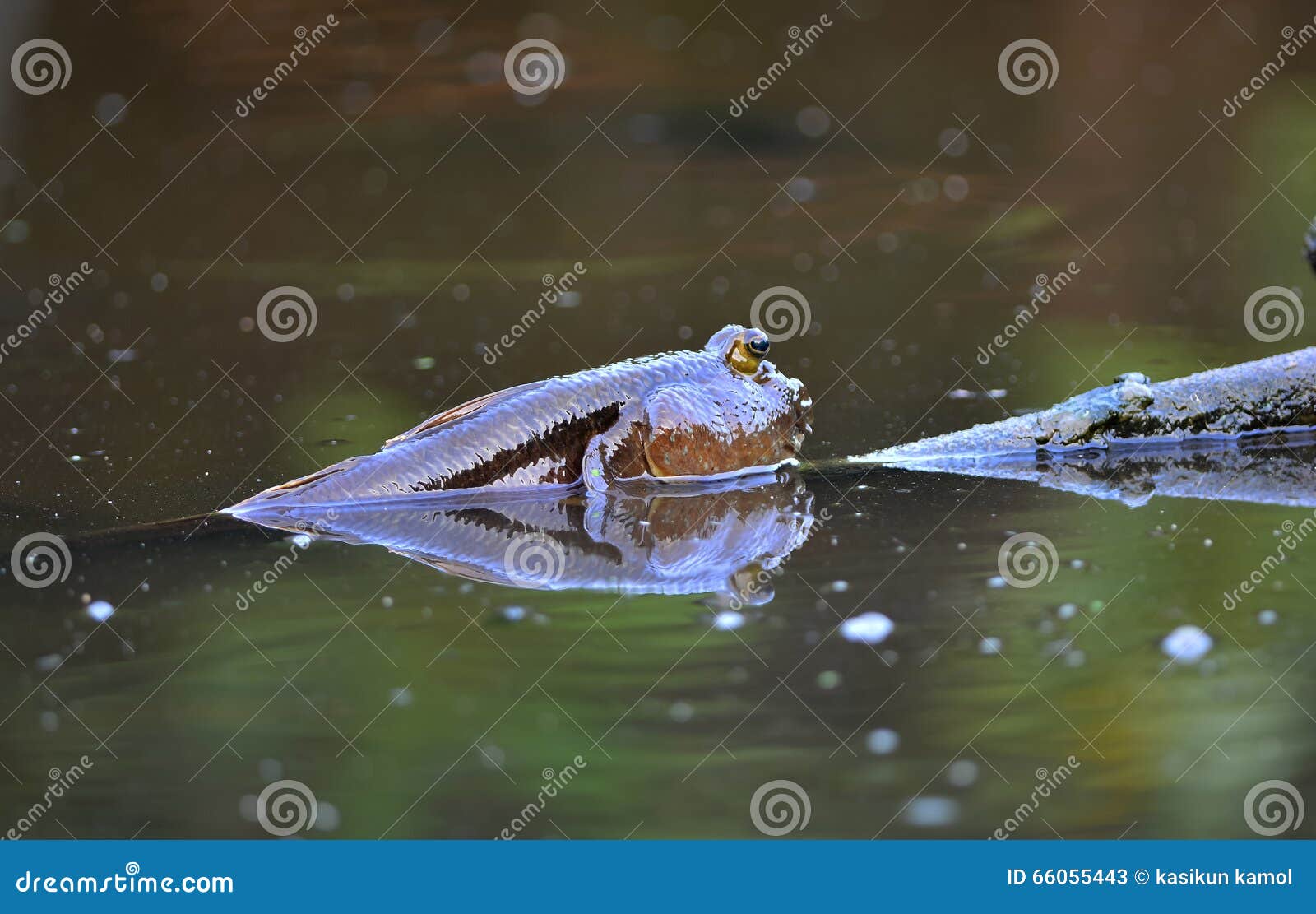 Mudskipper, Amphibious Fish Feeding on the Mud in the Morning. Stock ...