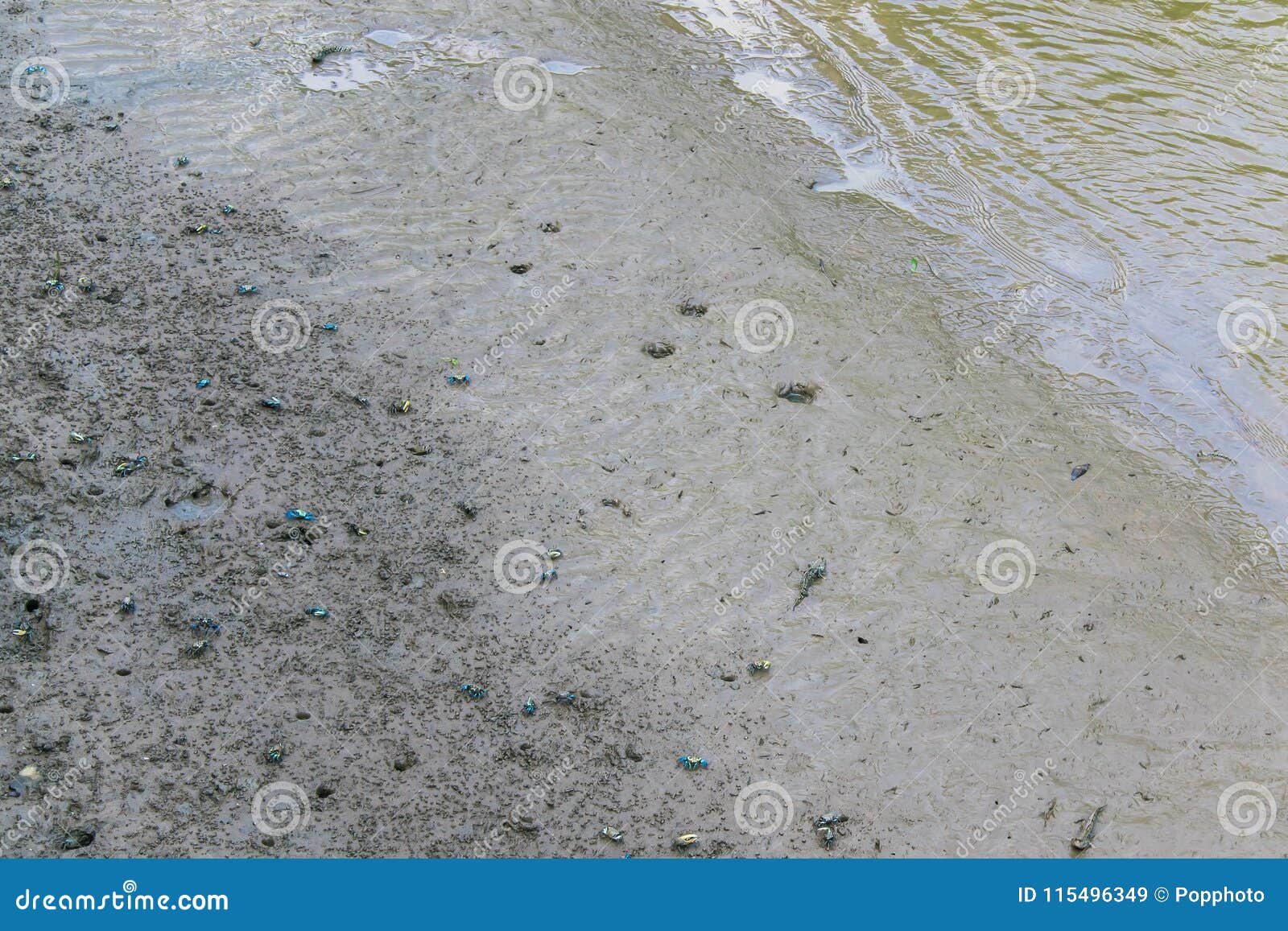 Mudskipper, Amphibious Fish in Mangrove Forest Stock Image - Image of ...
