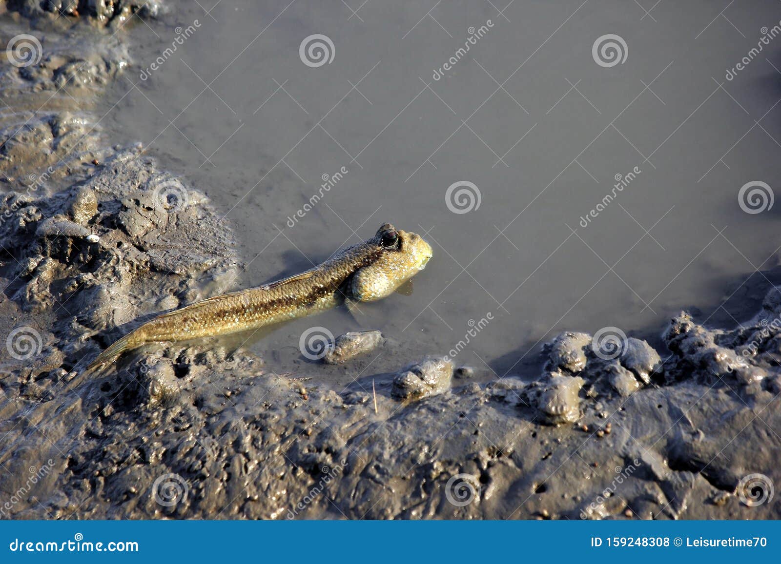 Mudskipper or Amphibious Fish in Mangrove Forest Stock Photo - Image of ...