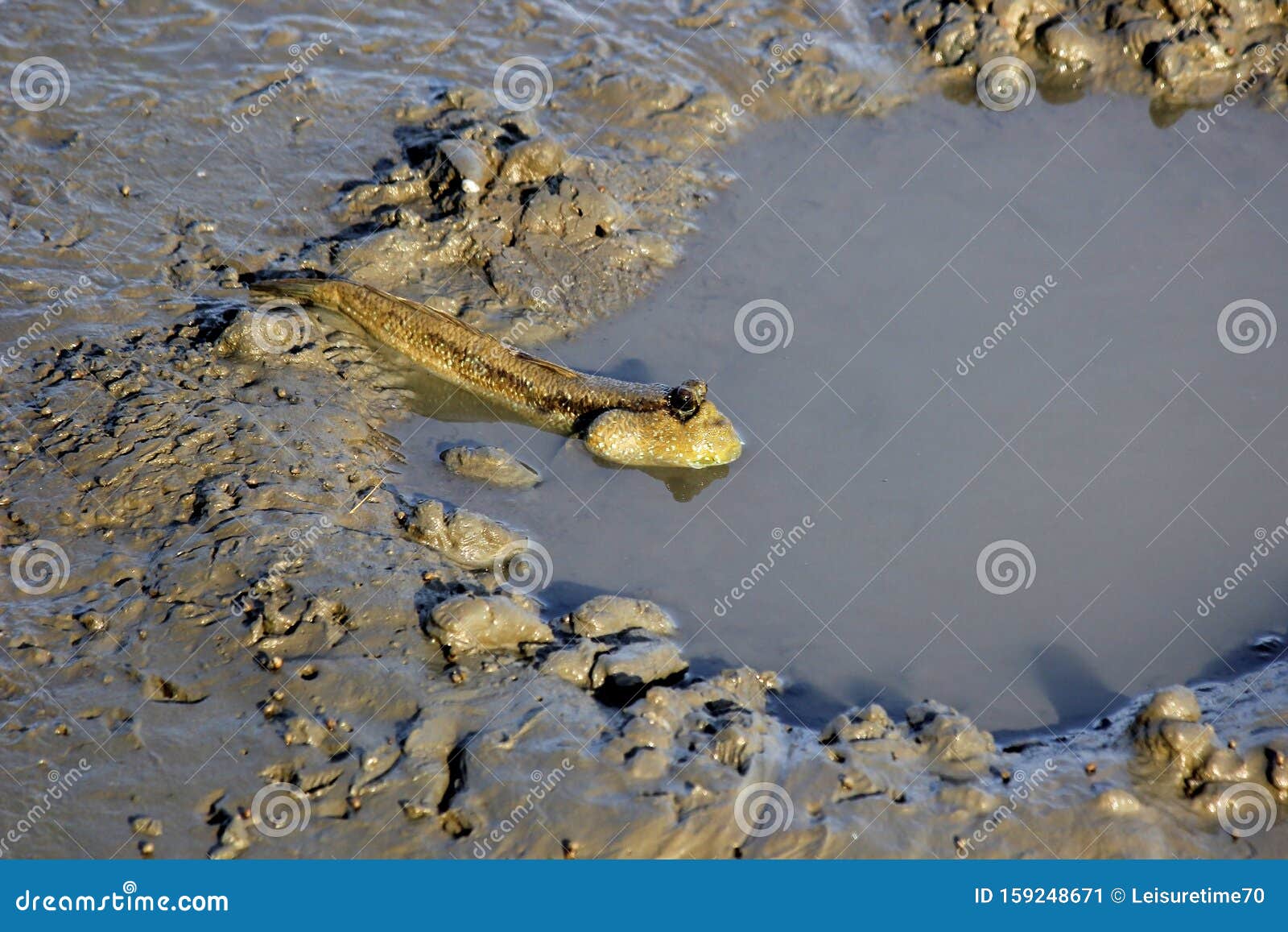 Mudskipper or Amphibious Fish in Mangrove Forest Stock Image - Image of ...