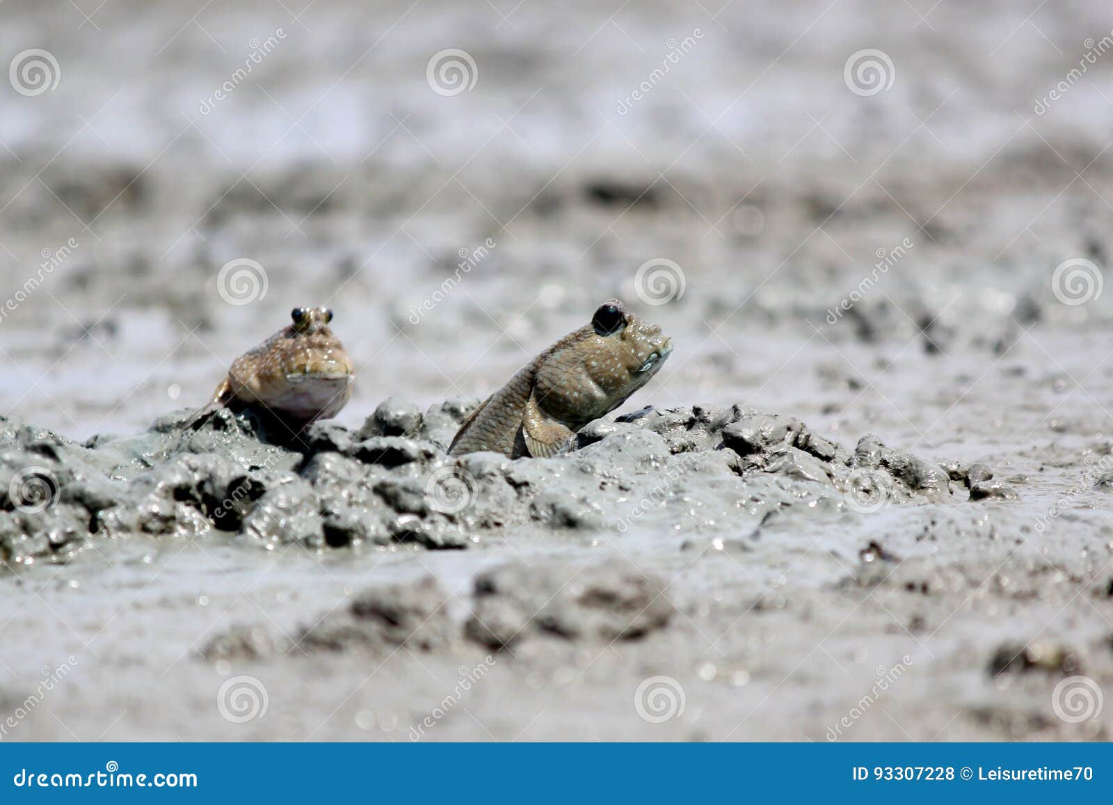 Mudskipper or Amphibious Fish Stock Photo - Image of mudskipper, marine ...