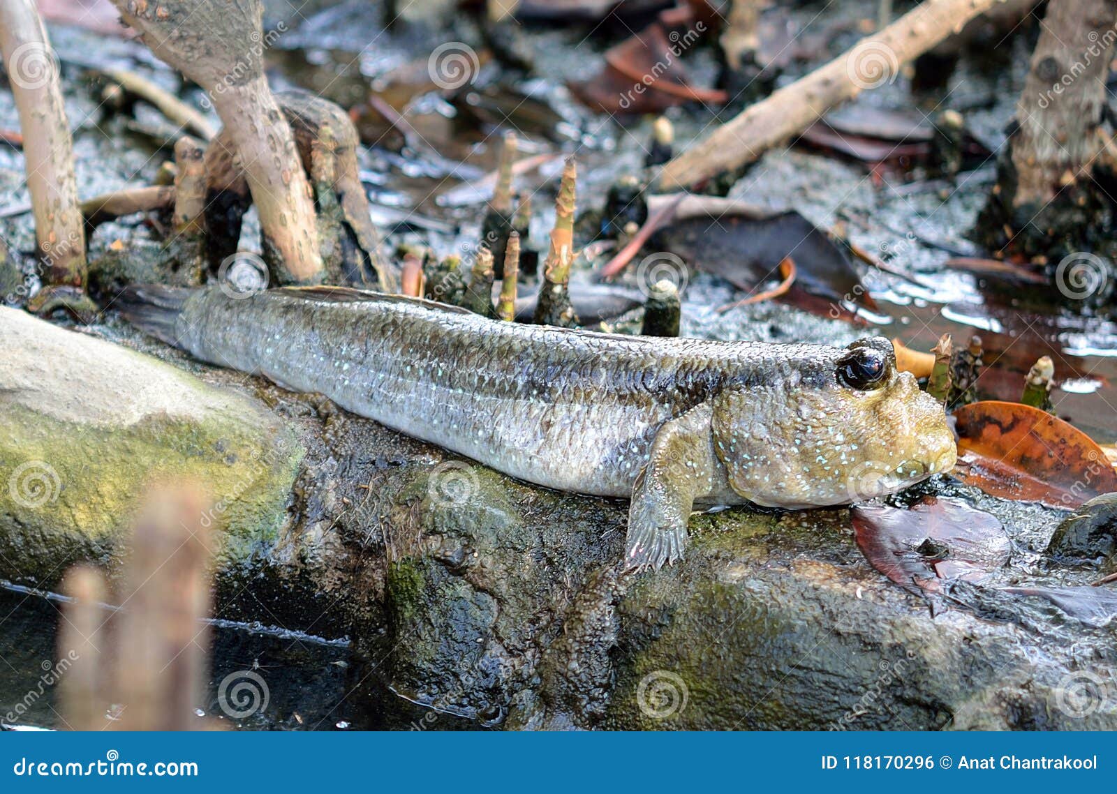 Mudskipper, Amphibious Fish Stock Photo - Image of boleophthalmus ...