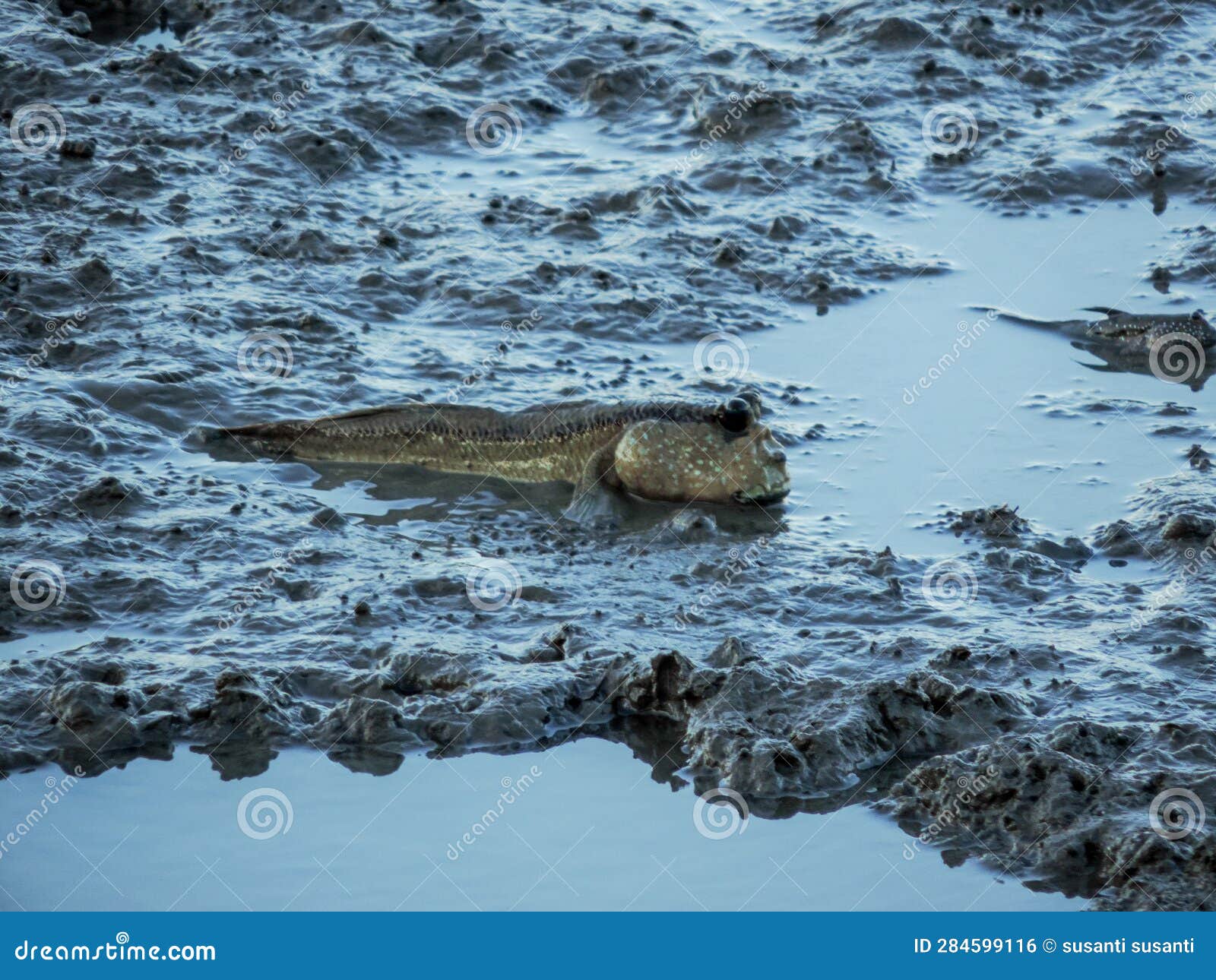 Mudskipper Amphibious Fish Stock Photo | CartoonDealer.com #284599116