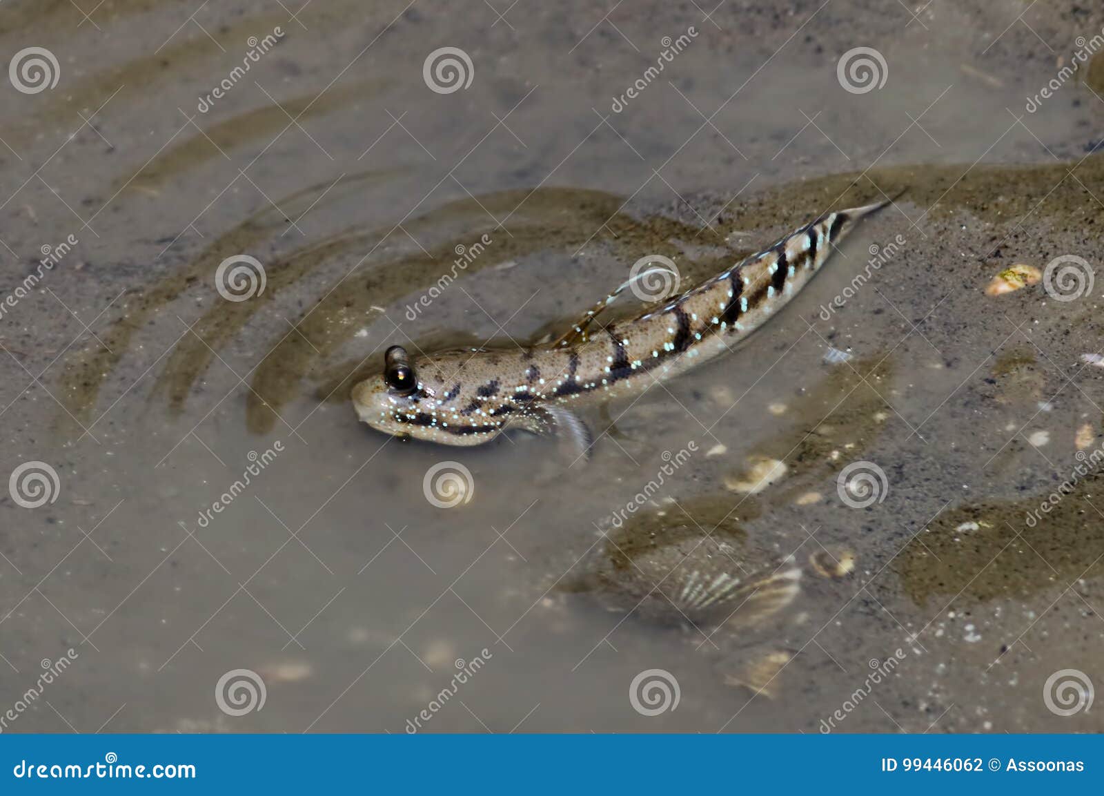 Mudskipper Amphibious Fish on the Mud Stock Photo - Image of shore ...