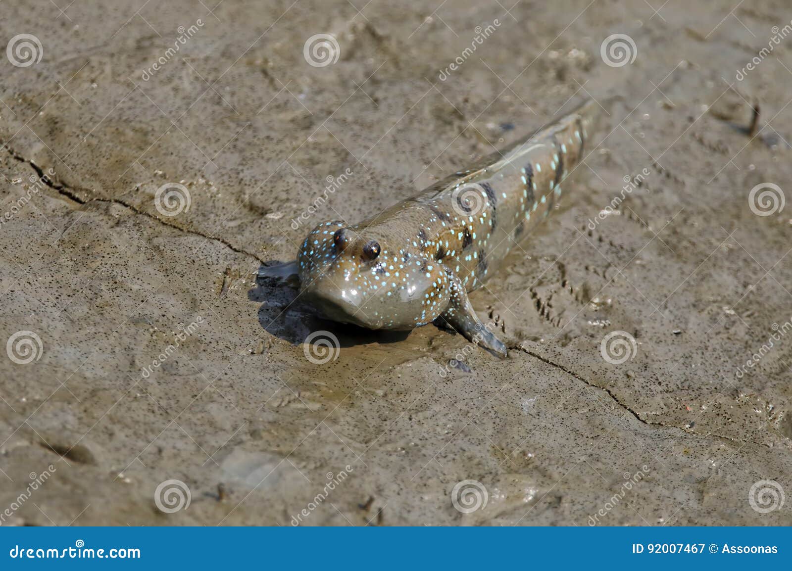 Mudskipper Amphibious Fish Oxudercinae in Thailand Stock Image - Image ...