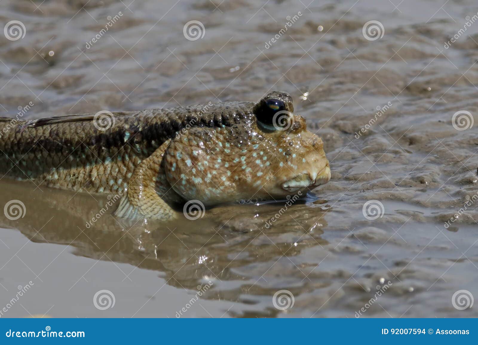 Mudskipper Amphibious Fish Oxudercinae in Thailand Stock Photo - Image ...