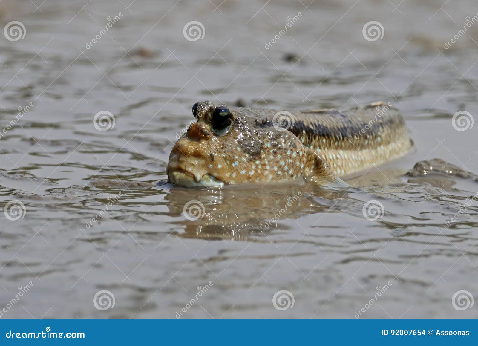 Mudskipper Amphibious Fish Oxudercinae in Thailand Stock Photo - Image ...