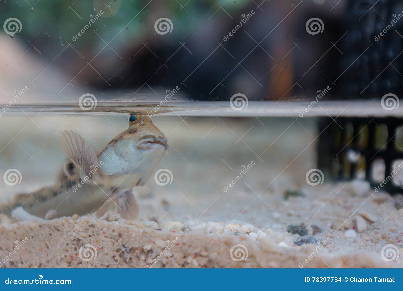 Mudskipper, Amphibious Fish on Swamp. Stock Photo - Image of aquatic ...