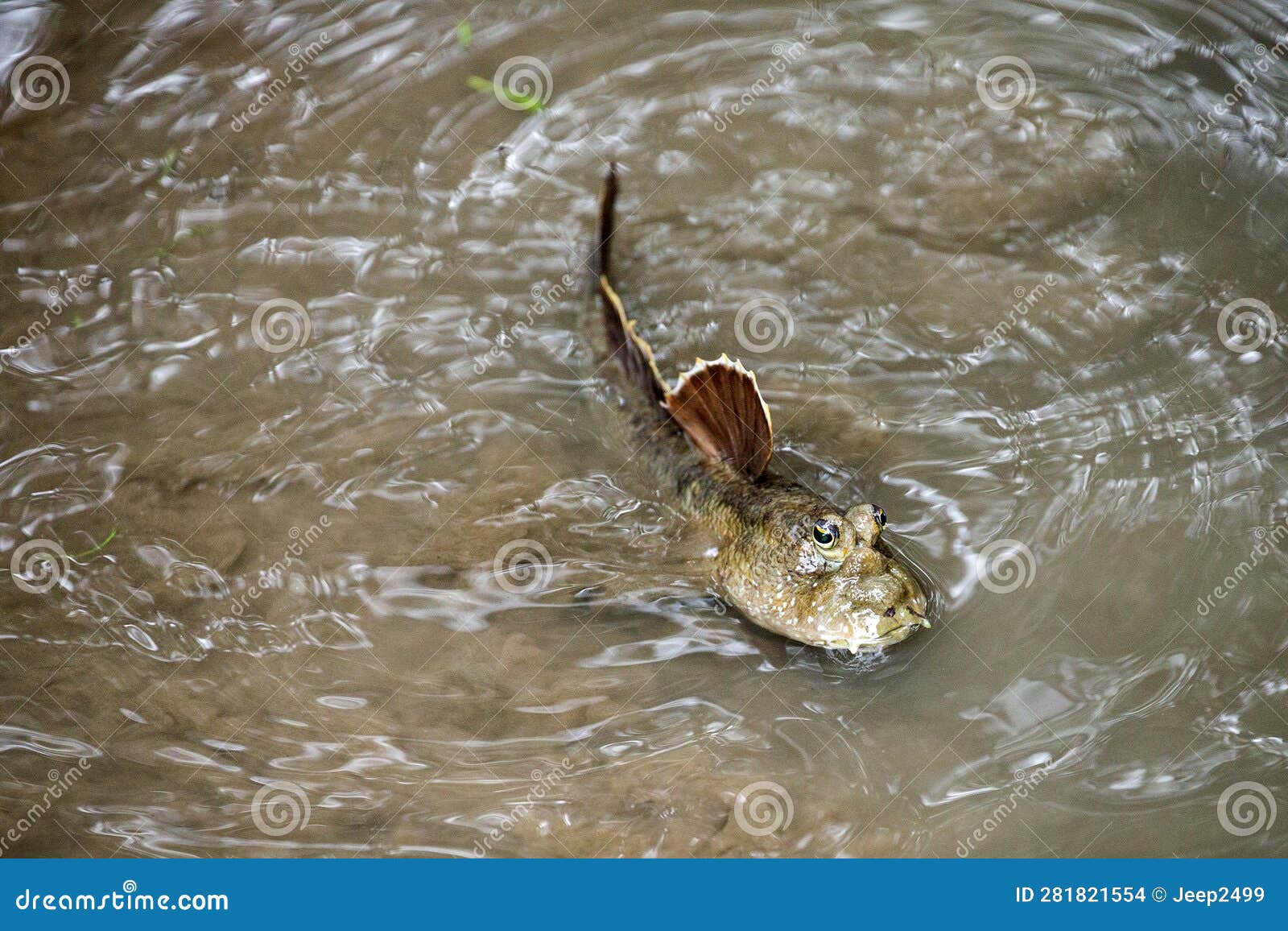 Mudskipper Or Amphibious Fish Royalty-Free Stock Photography ...