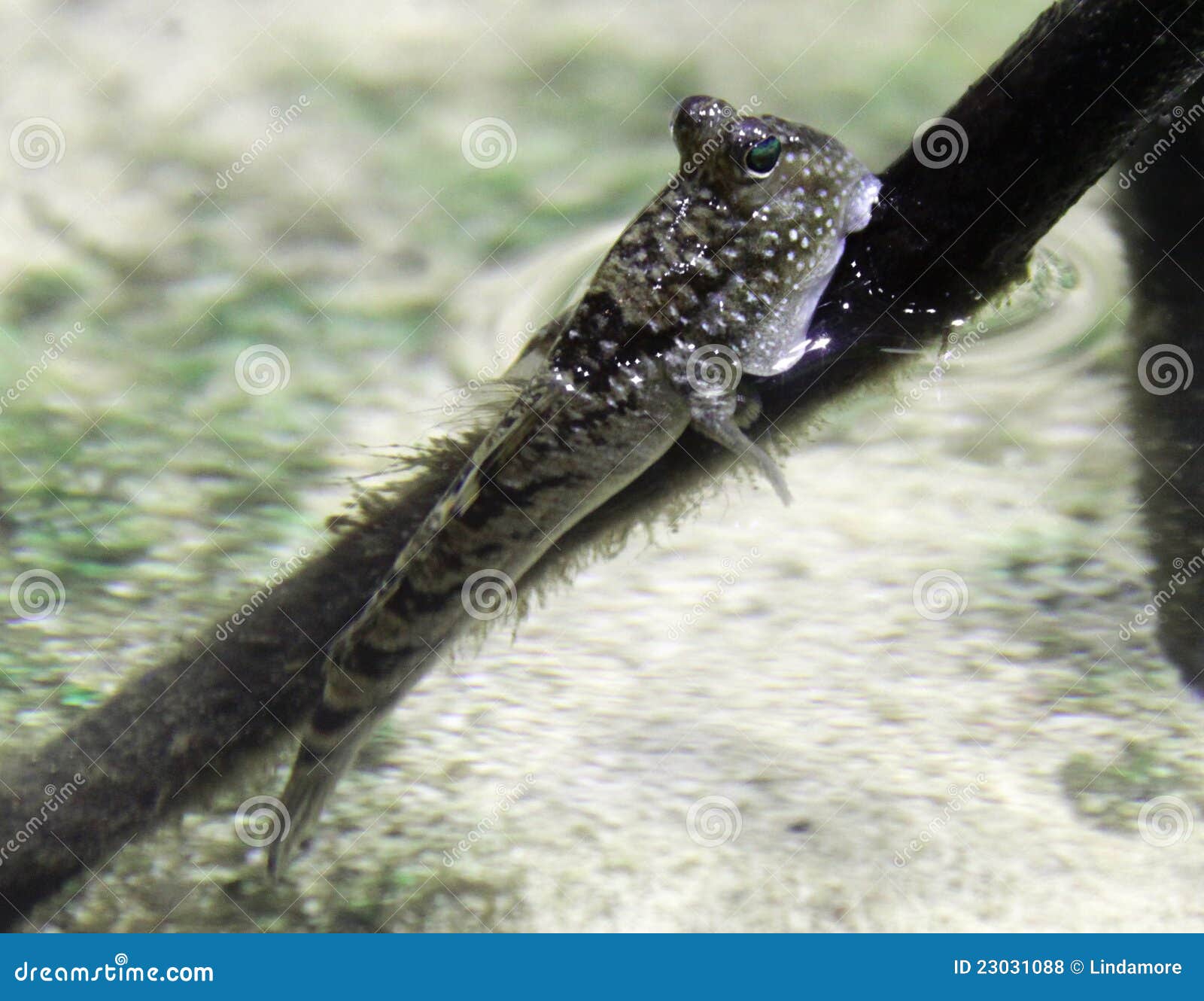 Mudskipper Crawling Out of Water Stock Photo - Image of evolution, twig ...
