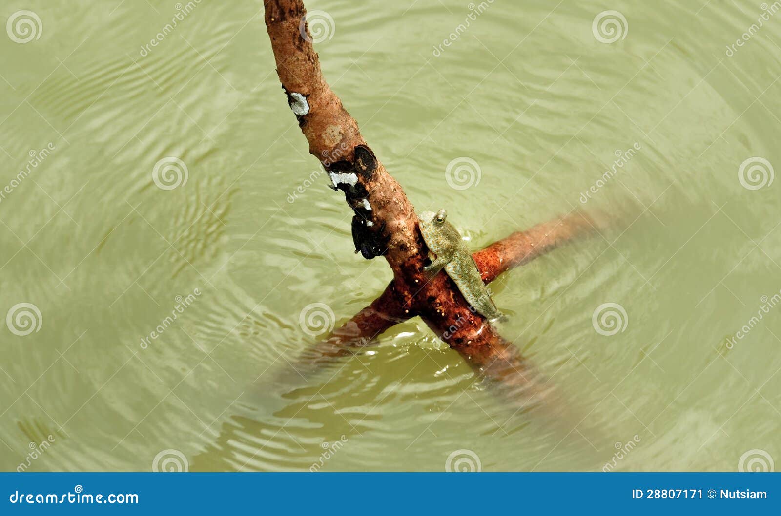 Mudskipper Crawling Out of Water Stock Image - Image of swim, fish ...