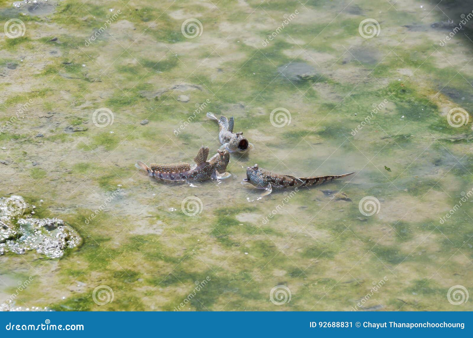 Mudskipper stock image. Image of wildlife, forest, battle - 92688831